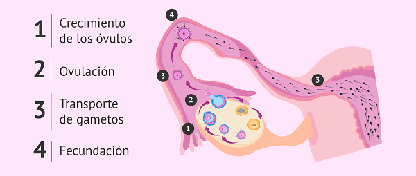 Gamete Intrafallopian Transfer - Specialized Fertility Treatments in Peru